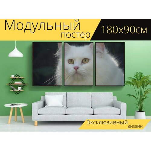 Модульный постер "Кот, белый кот, немецкая длинношерстная кошка" 180 x 90 см. для интерьера