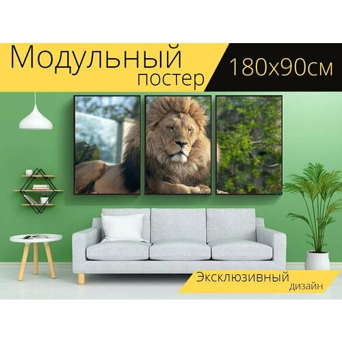 Модульный постер "Король, львы, зоопарк" 180 x 90 см. для интерьера