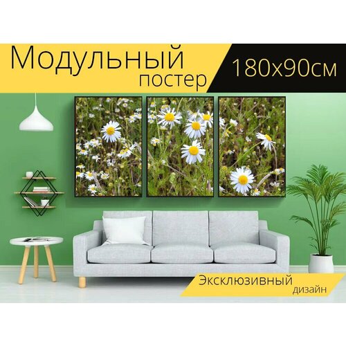 Модульный постер "Ромашка, цветы ромашки, травы лекарственные" 180 x 90 см. для интерьера