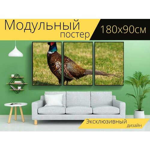 Модульный постер "Фазан, птица, оперение" 180 x 90 см. для интерьера