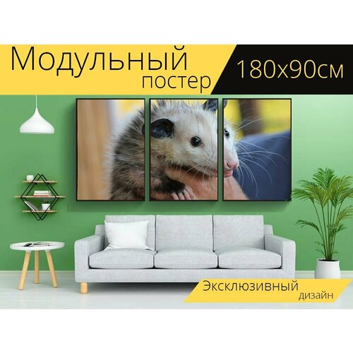 Модульный постер "Опоссум, грызун, животное" 180 x 90 см. для интерьера