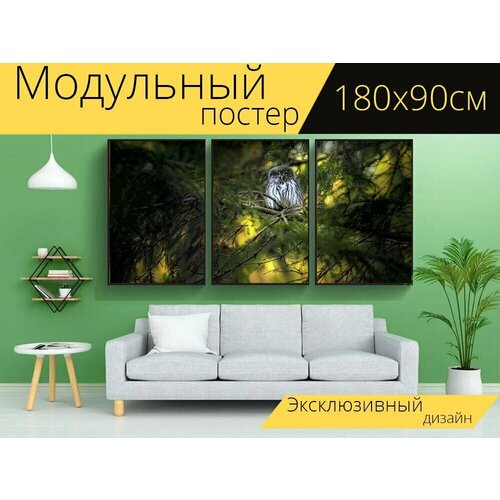 Модульный постер "Евразийская карликовая сова, воробьиного passerinum, сова" 180 x 90 см. для интерьера