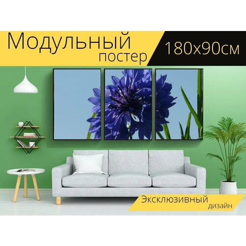 Модульный постер "Васильковый, синий, цветок" 180 x 90 см. для интерьера