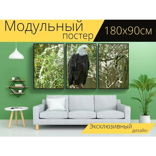 Модульный постер "Животные, орел, хищник" 180 x 90 см. для интерьера