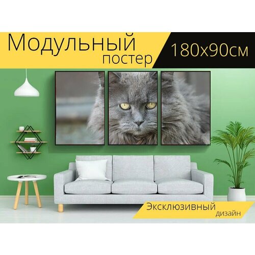 Модульный постер "Кот, серый, домашняя кошка" 180 x 90 см. для интерьера