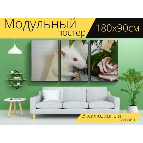 Модульный постер "Крыса, альбинос, животные" 180 x 90 см. для интерьера