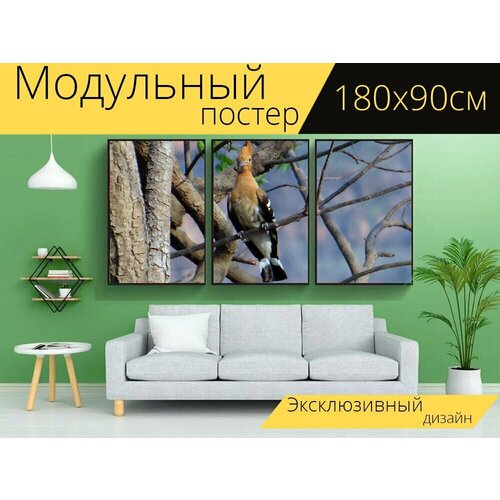 Модульный постер "Удод, птица, евразийский" 180 x 90 см. для интерьера