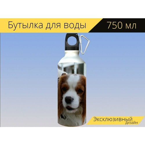 Бутылка фляга для воды "Собака, кавалер кинг чарльз спаниель, веселая" 750 мл. с карабином и принтом