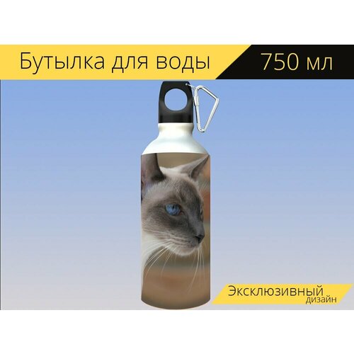 Бутылка фляга для воды "Кот, домашнее животное, сиамский" 750 мл. с карабином и принтом