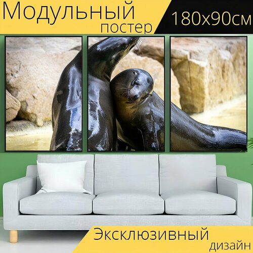Модульный постер "Уплотнения, зоопарк, тюлень" 180 x 90 см. для интерьера