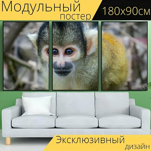 Модульный постер "Белка обезьяна, животное, природа" 180 x 90 см. для интерьера