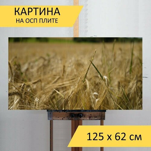 Картина на ОСП 125х62 см. "Посевы пшеницы, ячмень, посевы" горизонтальная, для интерьера, с креплениями