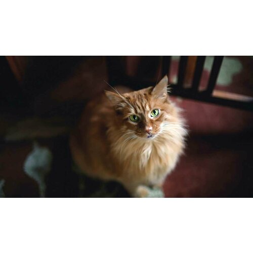 Картина на холсте 60x110 LinxOne "Зелёные глаза взгляд рыжая кошка" интерьерная для дома / на стену / на кухню / с подрамником