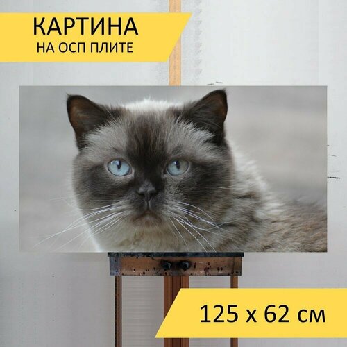 Картина на ОСП 125х62 см. "Кот, британская короткошерстная кошка, голубые глаза" горизонтальная, для интерьера, с креплениями