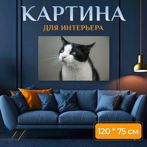Картина на холсте "Кошка, кошачий, лизать" на подрамнике 120х75 см. для интерьера