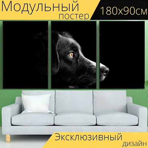 Модульный постер "Собака, портрет, лицо" 180 x 90 см. для интерьера