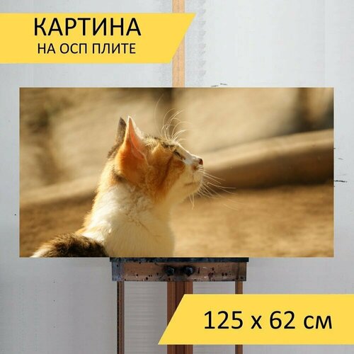 Картина на ОСП 125х62 см. "Фауна, кошачий, кот" горизонтальная, для интерьера, с креплениями