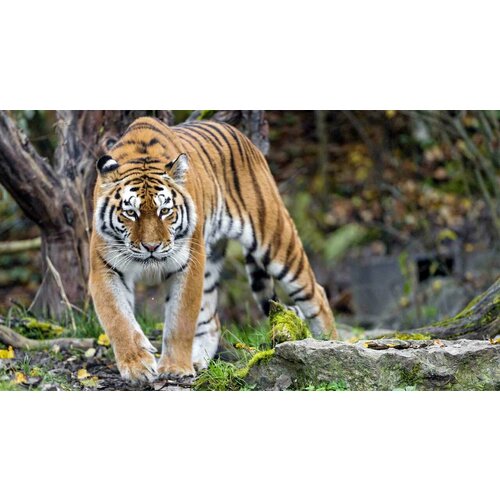 Картина на холсте 60x110 LinxOne "Тигр хищник животное" интерьерная для дома / на стену / на кухню / с подрамником