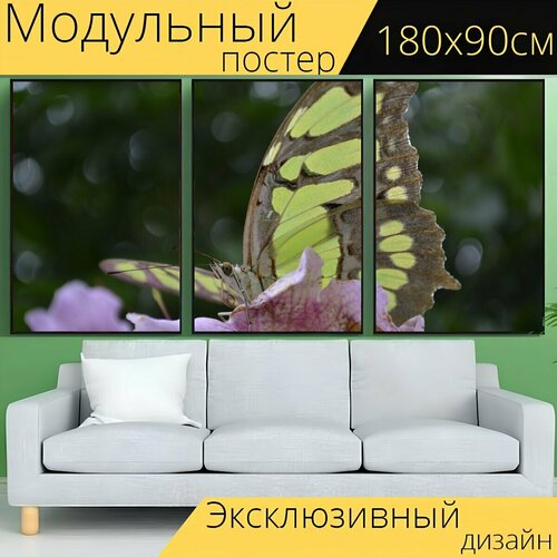 Модульный постер "Бабочка, зеленый, насекомые" 180 x 90 см. для интерьера