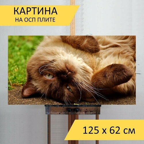 Картина на ОСП 125х62 см. "Британская короткошерстная кошка, кот, дикая природа" горизонтальная, для интерьера, с креплениями