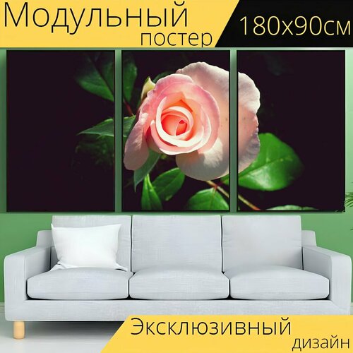 Модульный постер "Роза, розовая роза, цветок" 180 x 90 см. для интерьера