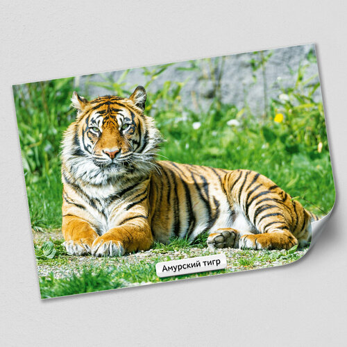 Интерьерный постер, анималистичный плакат "Амурский тигр" / А-4 (30x21 см.)