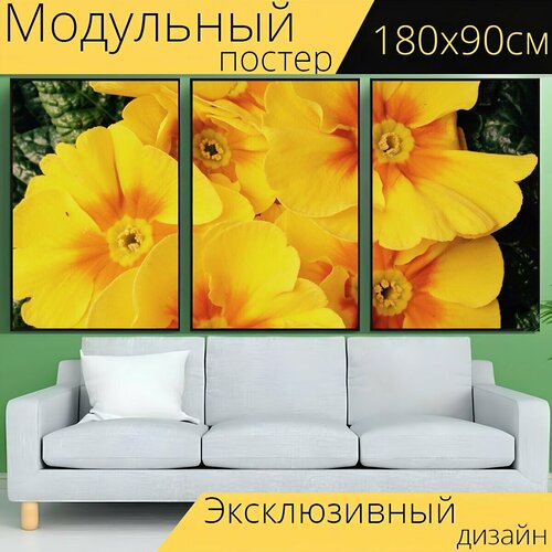 Модульный постер "Примула, цветок, весна" 180 x 90 см. для интерьера