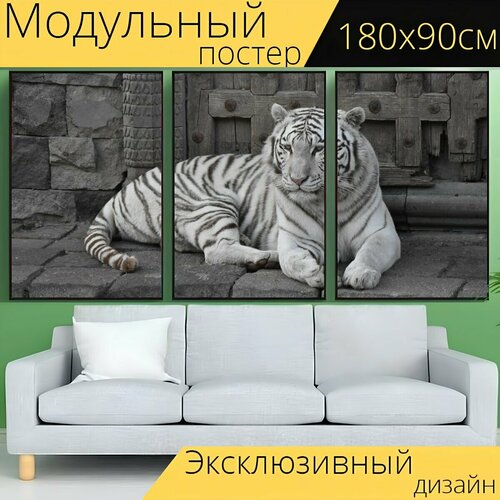 Модульный постер "Тигр, белый, кот" 180 x 90 см. для интерьера