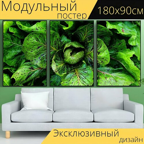 Модульный постер "Цикорий, салат, листья" 180 x 90 см. для интерьера