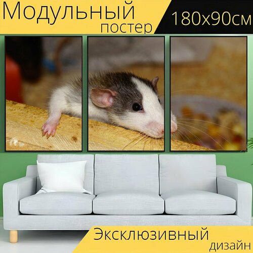 Модульный постер "Крыса, любопытный, цветная крыса" 180 x 90 см. для интерьера