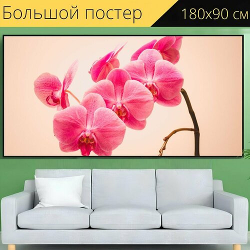 Большой постер "Орхидея, цветок, розовый" 180 x 90 см. для интерьера