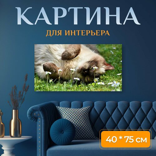 Картина на холсте "Кот, кошка породы, британская короткошерстная кошка" на подрамнике 75х40 см. для интерьера