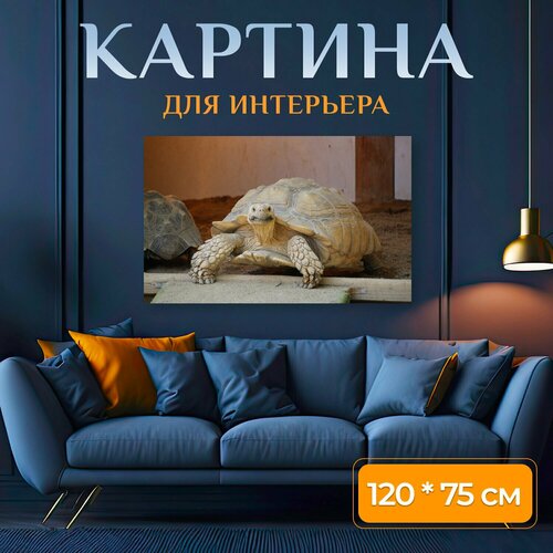 Картина на холсте "Животное, черепаха, зоопарк" на подрамнике 120х75 см. для интерьера