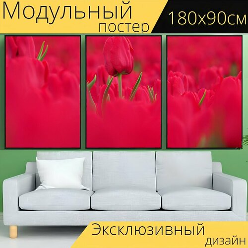 Модульный постер "Природа, поля тюльпанов, весна" 180 x 90 см. для интерьера