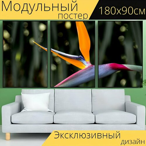 Модульный постер "Райская птица цветок, цветок, лепестки" 180 x 90 см. для интерьера