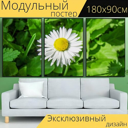Модульный постер "Маргаритка, цветок, цвести" 180 x 90 см. для интерьера