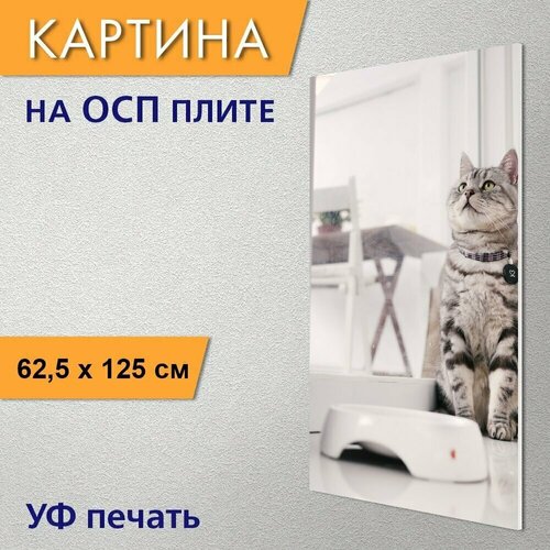 Вертикальная картина на ОСП "Кот, американская короткошерстная кошка, сидячая поза" 62x125 см. для интерьериа