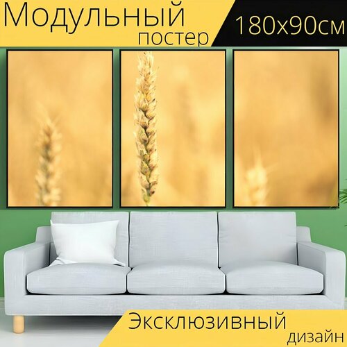 Модульный постер "Пшеница, поле, зерно" 180 x 90 см. для интерьера