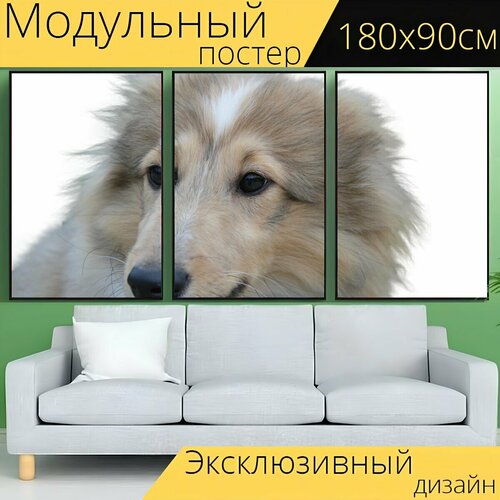 Модульный постер "Собаки свободны, домашнее животное, собака" 180 x 90 см. для интерьера