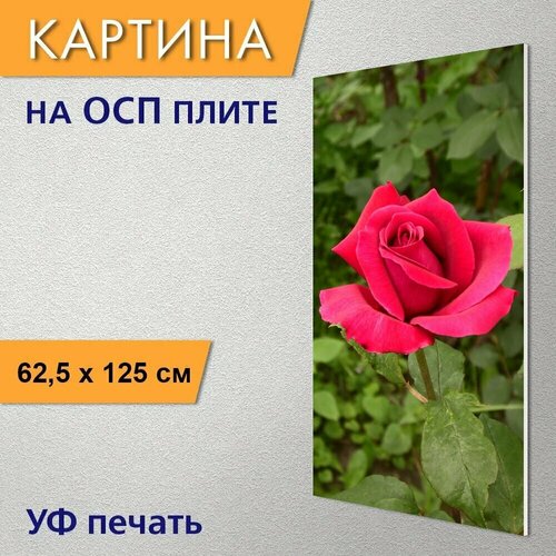 Вертикальная картина на ОСП "Розы, розовый, природа" 62x125 см. для интерьериа