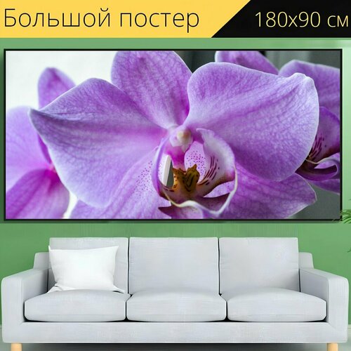 Большой постер "Орхидея, цвести, завод" 180 x 90 см. для интерьера