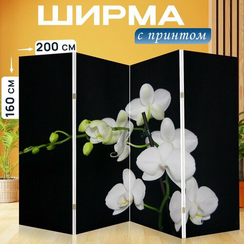 Ширма перегородка с принтом "Орхидея, цветы, лепестки" на холсте - 200x160 см. для зонирования, раскладная