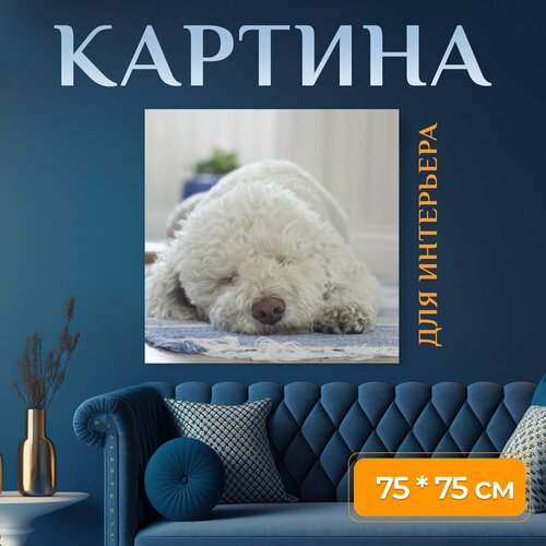 Картина на холсте "Собака, трюфель собака, белый" на подрамнике 75х75 см. для интерьера