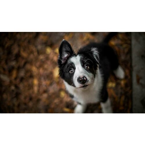 Картина на холсте 60x110 LinxOne "Собака взгляд щенок" интерьерная для дома / на стену / на кухню / с подрамником