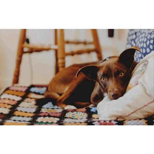 Картина на холсте 60x110 LinxOne "Собака, лежит, постель, взгляд" интерьерная для дома / на стену / на кухню / с подрамником