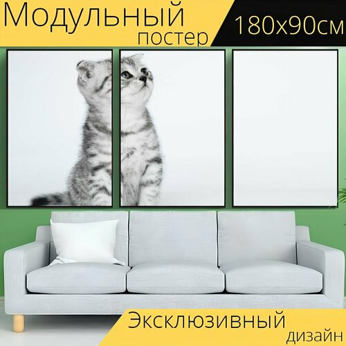 Модульный постер "Сложить уши, котята, короткошерстные кошки" 180 x 90 см. для интерьера