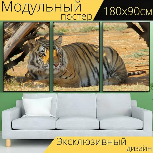 Модульный постер "Тигр, мир хищников, национальный парк пиланесберг" 180 x 90 см. для интерьера