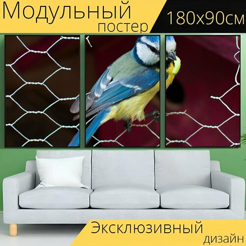 Модульный постер "Лазоревка, птица, животное" 180 x 90 см. для интерьера