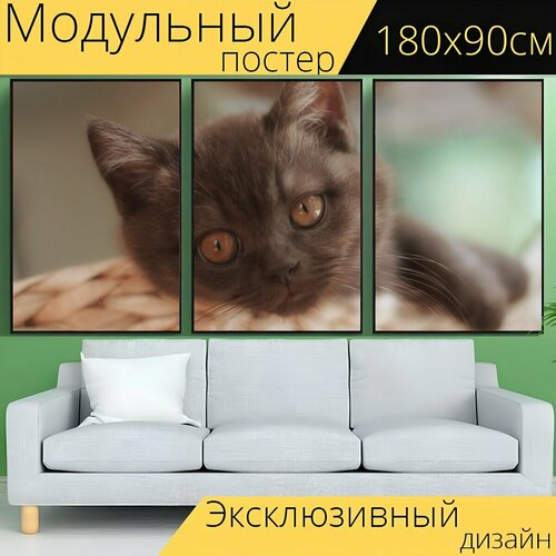 Модульный постер "Котенок, кот, милый" 180 x 90 см. для интерьера