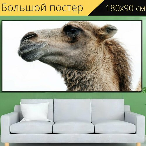 Большой постер "Животное, верблюд, природа" 180 x 90 см. для интерьера